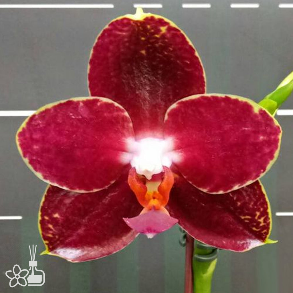 Phal. AL SunHannover 'Red' 紅太陽[APR Pre-Order] – Orchidmart