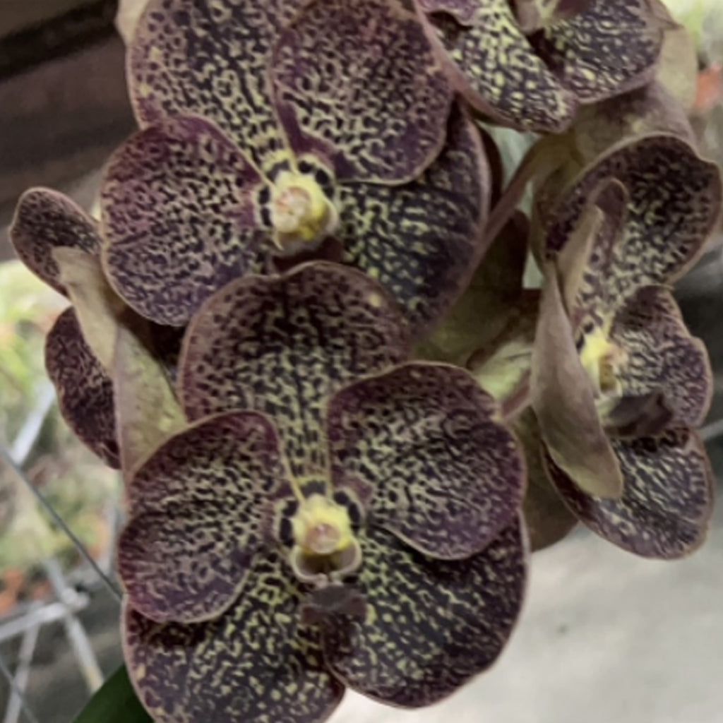 [Bare-Root]V.Kulvadee Fragrant # 529 酷娃蒂529 [Apr Preorder] – Orchidmart