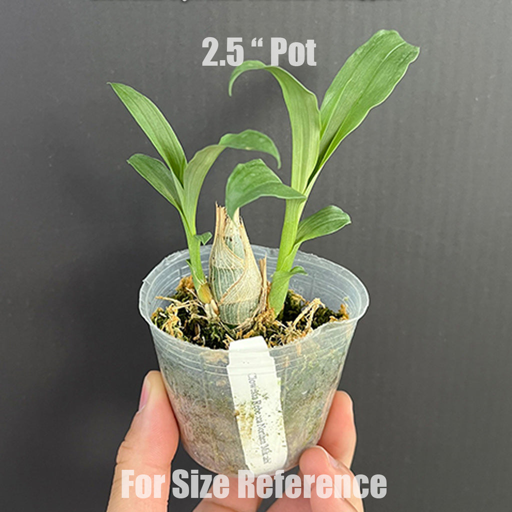 [Bare-root]Clowesia Rebecca Northen 'Mikkabi' 米卡比 [Jun Preorder] – Orchidmart