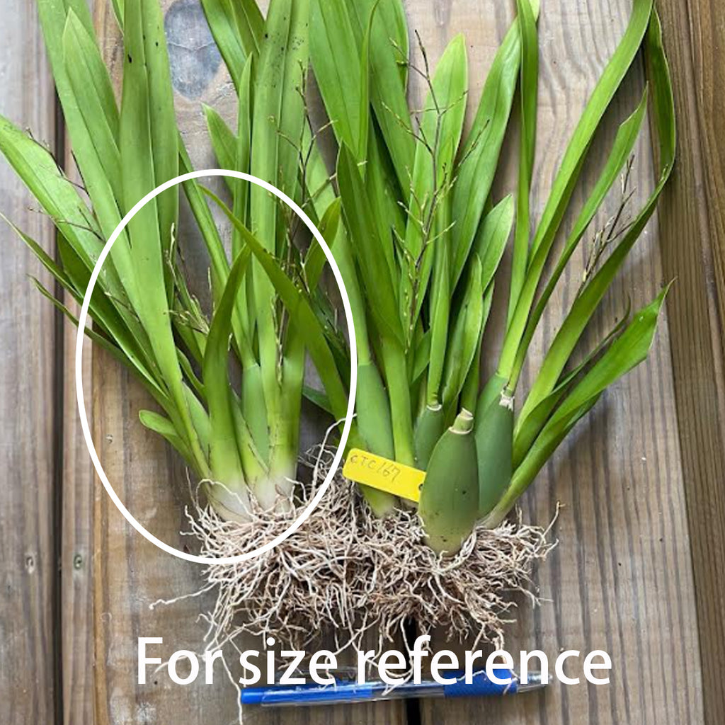 Rden. Woon Leng’s Red Gem‘Chian-Tzy heart’. 紅寶石 – Orchidmart