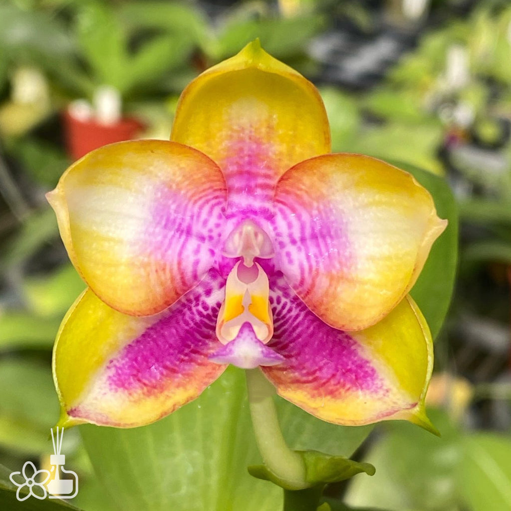 [Bare-root]Phal. Red Bear Prince 紅熊王子 [Sept in Stock] – Orchidmart