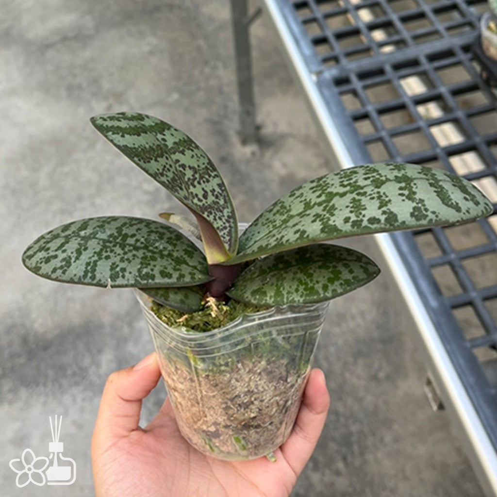 法爾。 schilleriana × sib 菲律賓產欣蕾莉 – Orchidmart