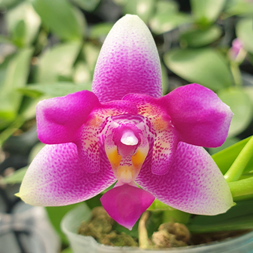 Phal. Vio Vio 'Cat Face' (peloric - 3 lips) 貓臉 (三唇瓣) – Orchidmart