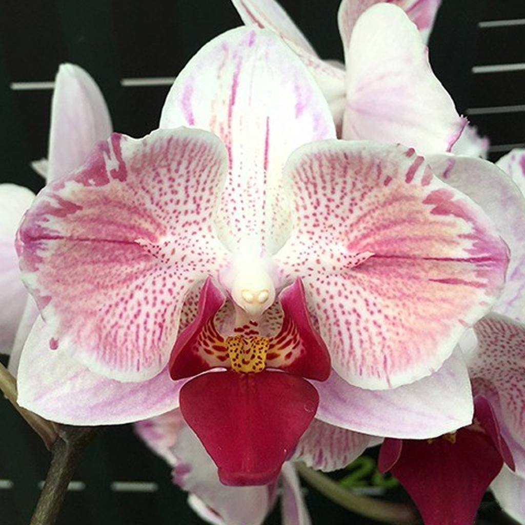 Phal. Little Gem Stripes (peloric - 2 eyes) 第一名 (兩眼) – Orchidmart