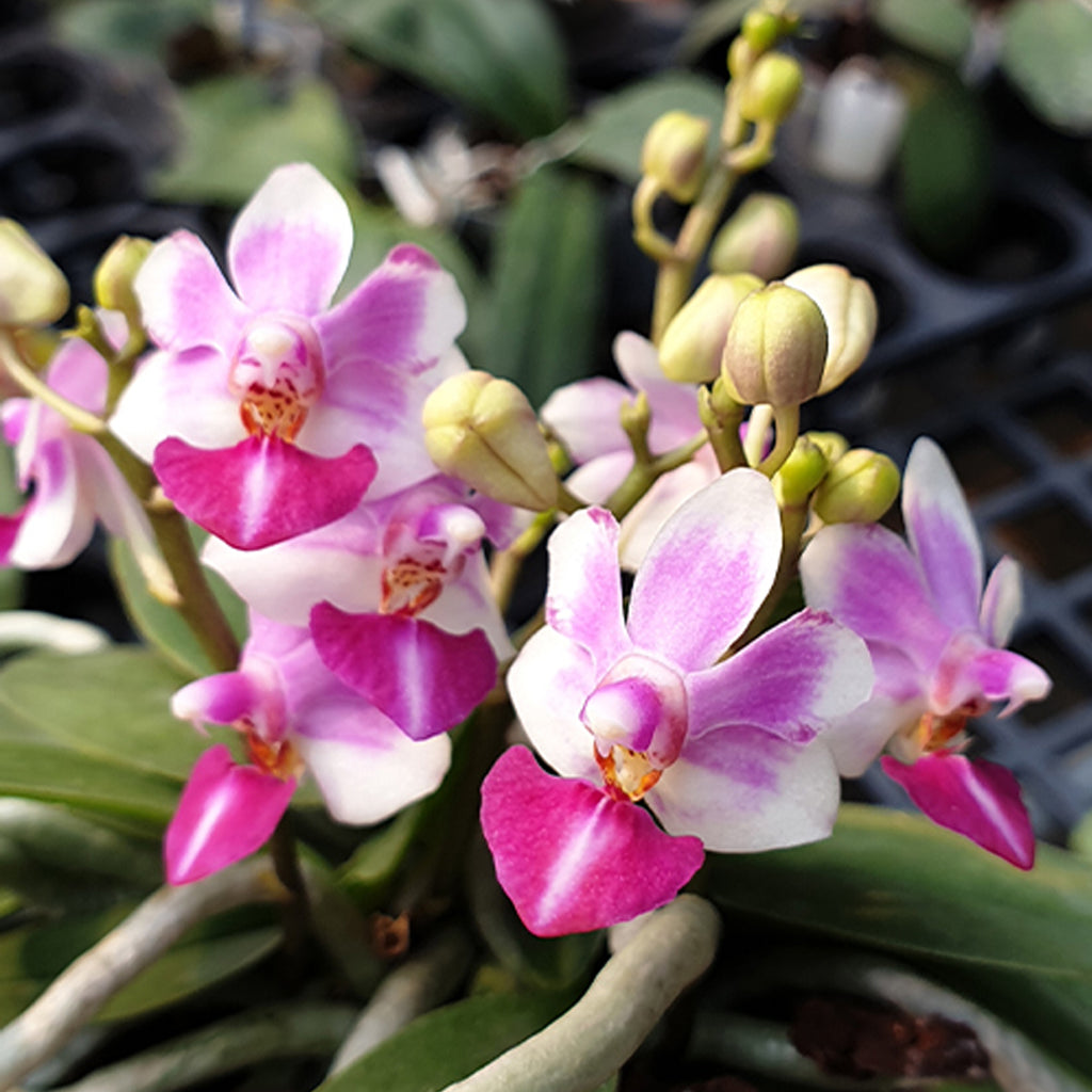 Phal. Anna-Larati Soekardi 安娜 – Orchidmart
