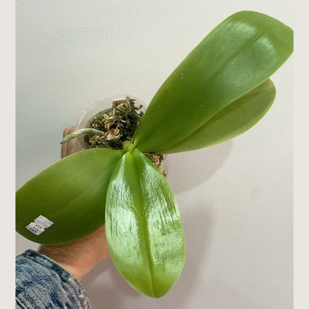 [Potted]Phal. Sweet Memory 甜蜜回憶[Jan in stock] – Orchidmart