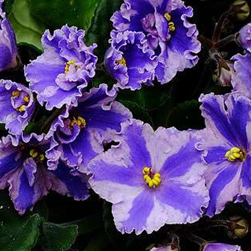 [Potted]African Violet Nebula [In stock] – Orchidmart