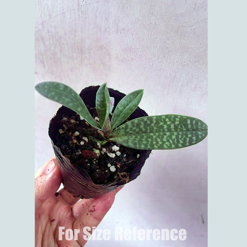 [Bare-root]Paph. canhii ×sib 千禧兜蘭園藝種[April in stock] – Orchidmart