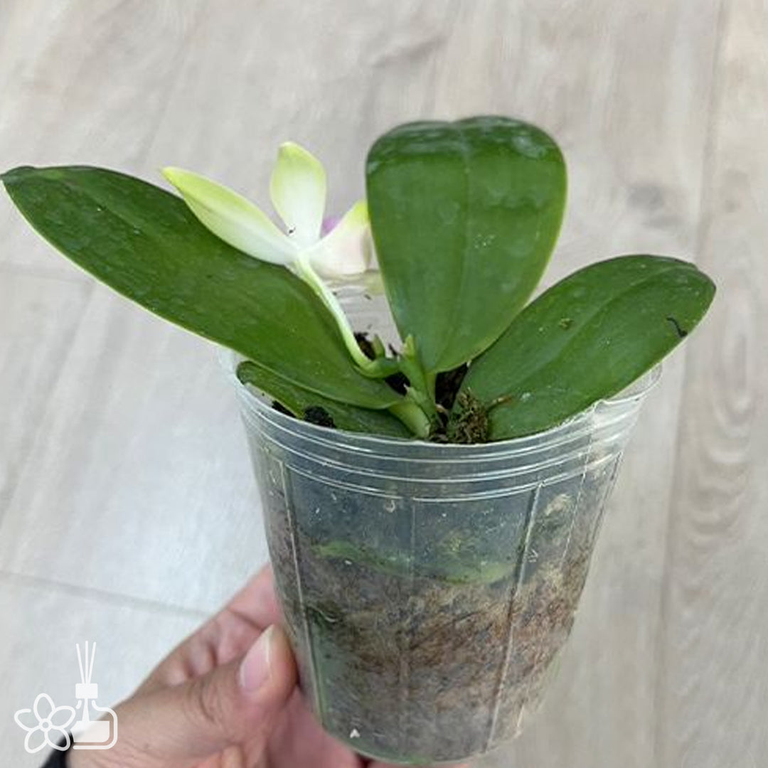 Phal. bellina var. pink 'Fire' × sib 粉色火字美麗娜[APR Pre-Order] – Orchidmart