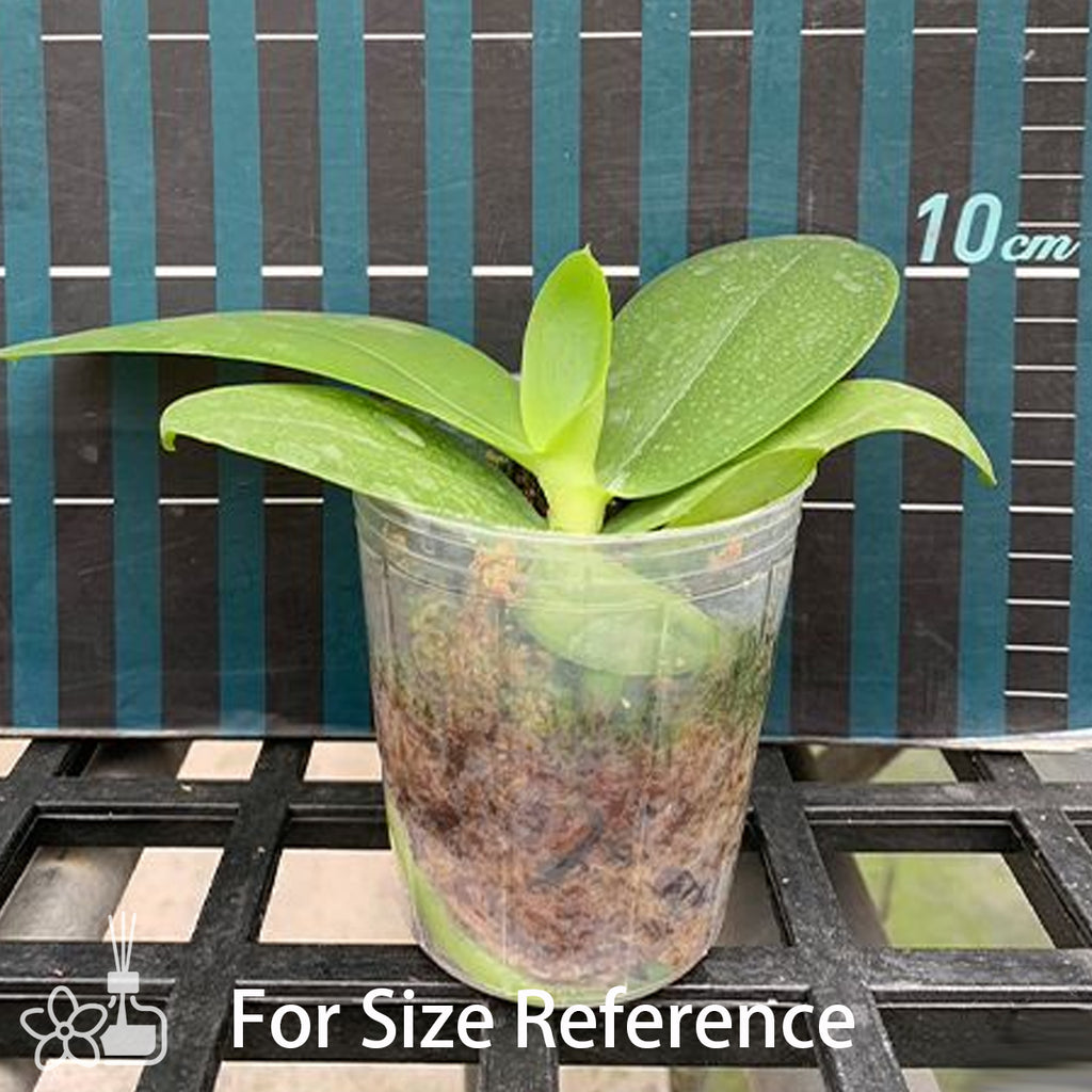 Phal. Sweet Memory 甜蜜回憶 – Orchidmart