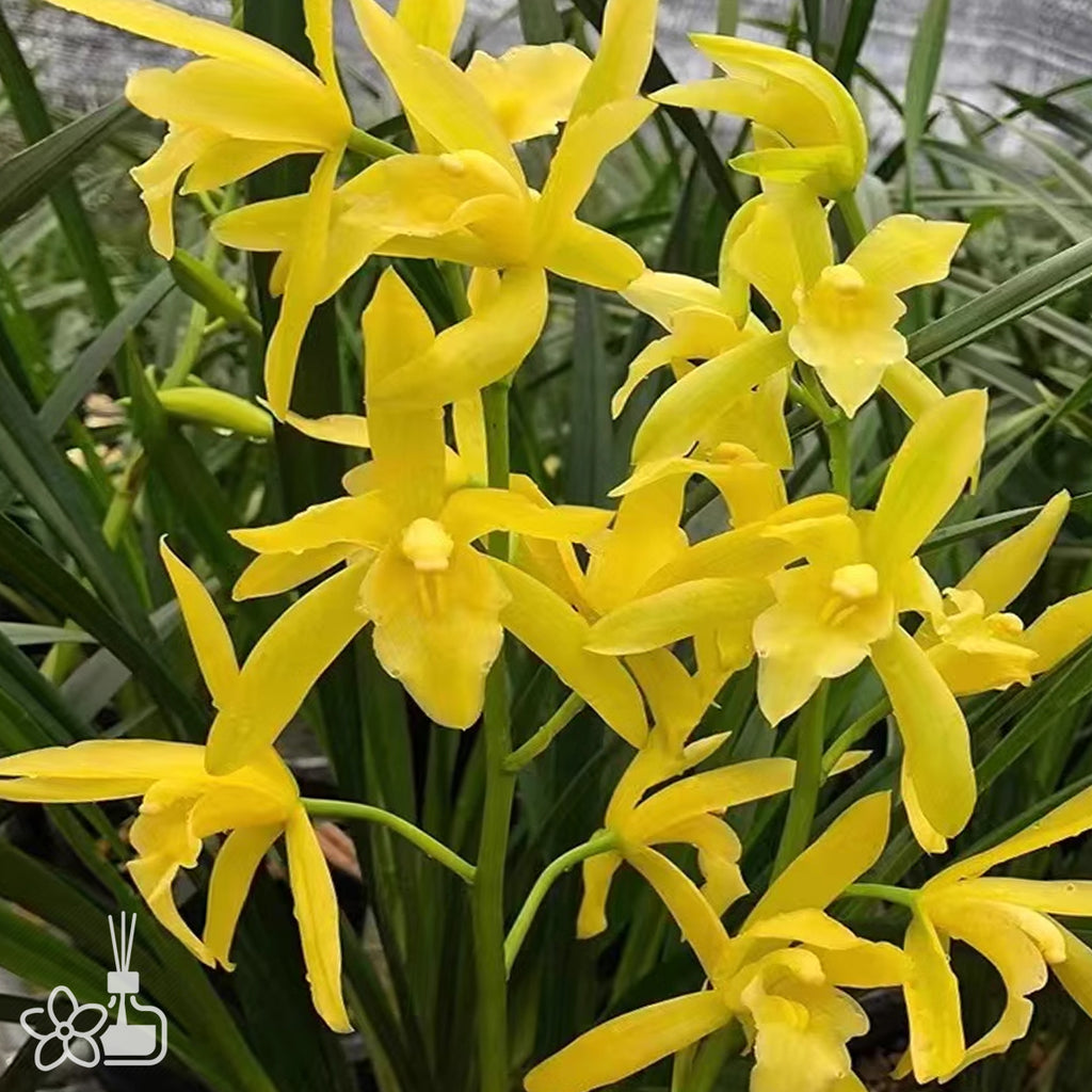 [Bare-rooted]Cym. XiangLan Golden Elf 香蘭黃金小神童 [Sept Preorder 25 ...