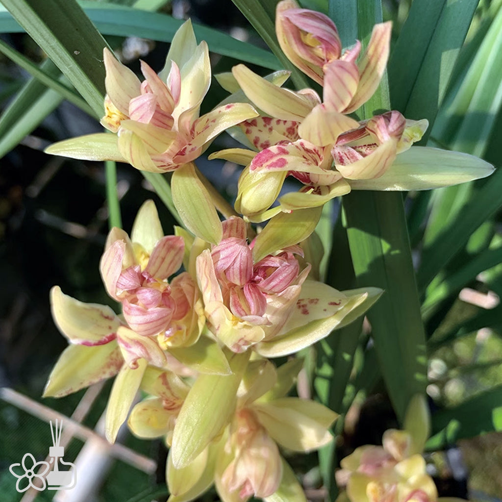 Cymbidium ensifolium 建蘭 – Orchidmart