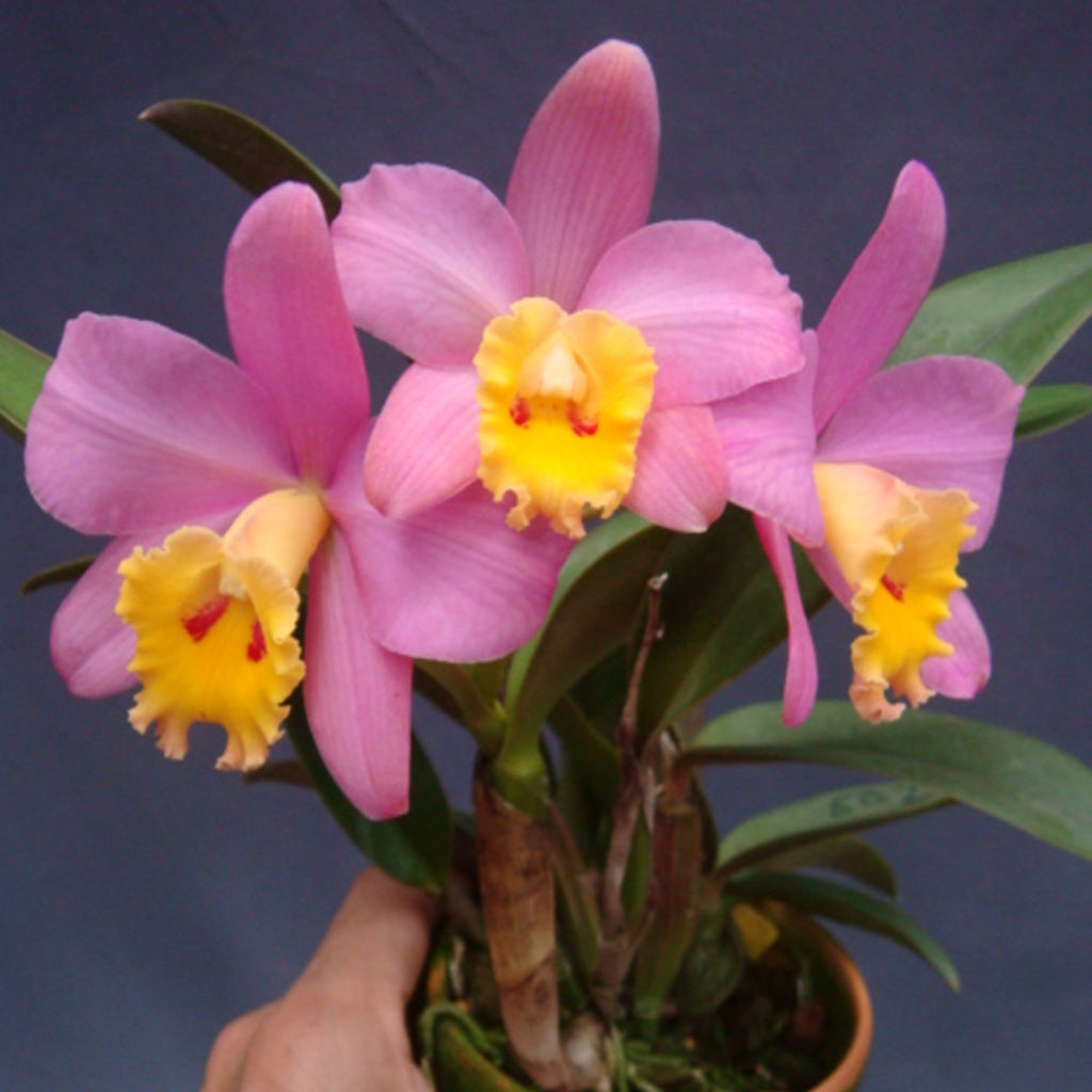 Mini Cattleya – Orchidmart
