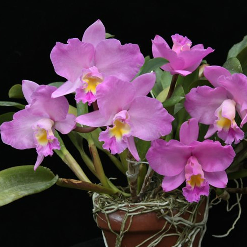 Slc.Doris and Byron ‘Christmas Rose’ 聖誕玫瑰 – Orchidmart
