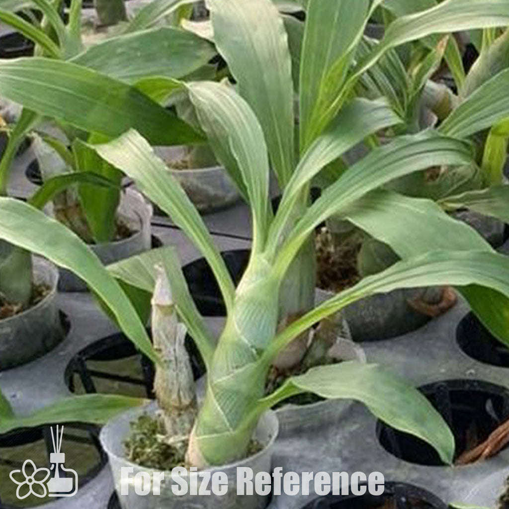 [Bare-root]Cyc. Mass Confusion 綠天鵝蘭大迷糊[Dec Preorder] – Orchidmart