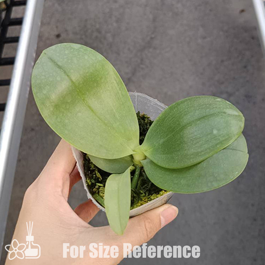 [Bare root]Phal. San-Ho Chanel 香奈兒[Dec Preorder] – Orchidmart