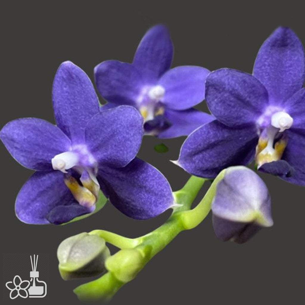 [Bare root]Phal. LL Blue Perfume ‘Lambor’ 藍博 [Feb Preorder] – Orchidmart