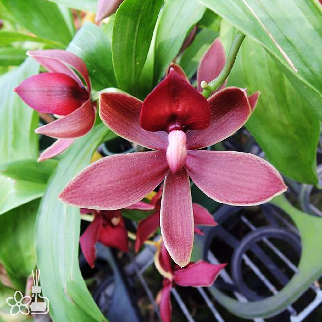 [Bare-root]Cycnodes Jumbo Phoenix 'Jumbo' AM/TOS 鳳凰[Dec Preorder ...