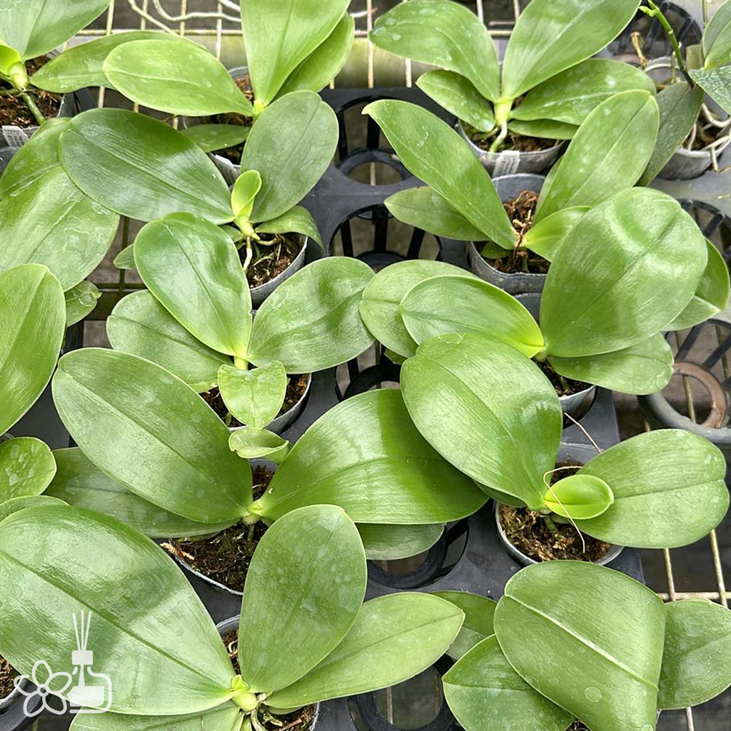 [Bare-Root]Phal. bellina blue x Mituo White Tiger 虎貝[Wishlist] – Orchidmart