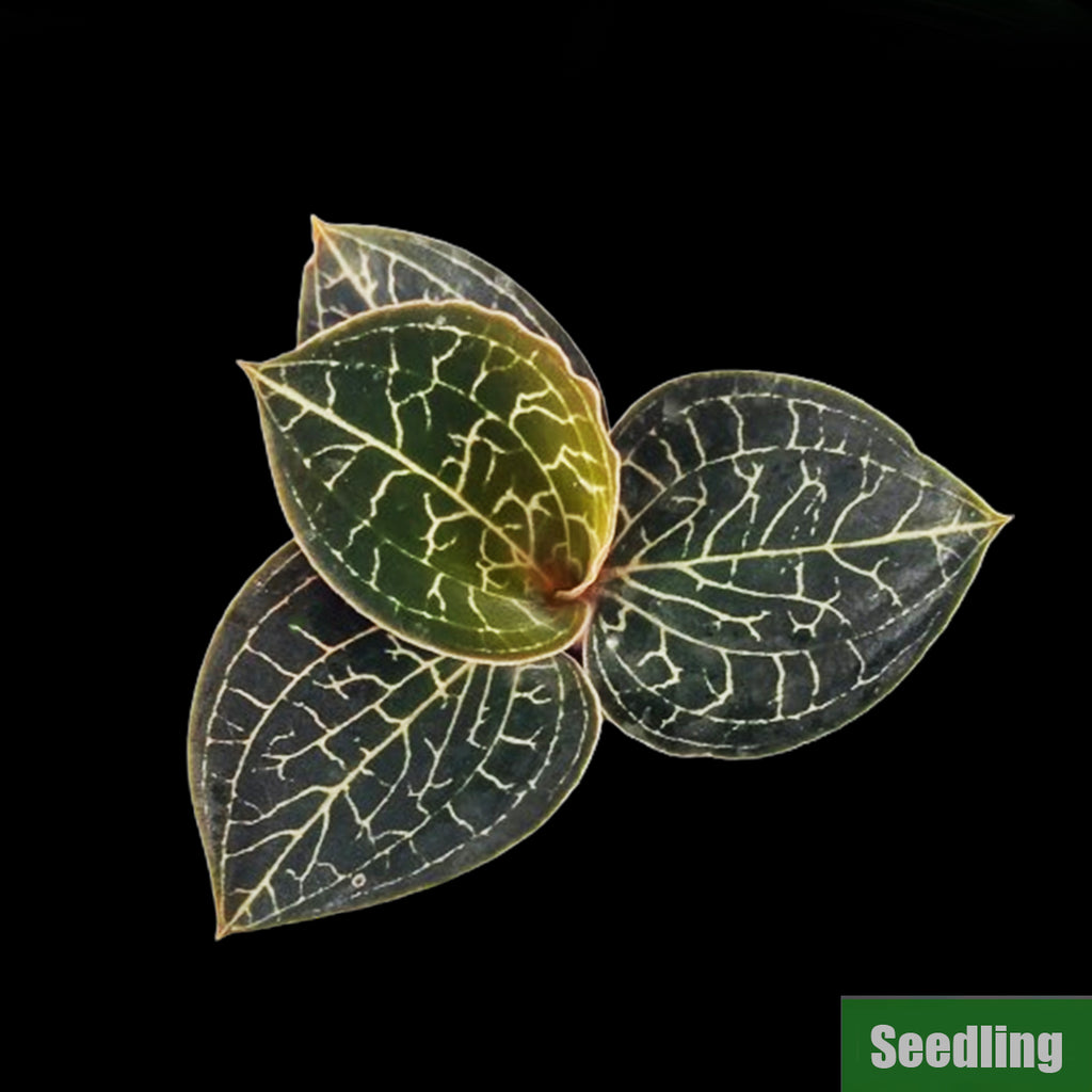[Bare-root]Anoectochilus formosanus Hayata Seedling MA18 [Jewel Preord ...