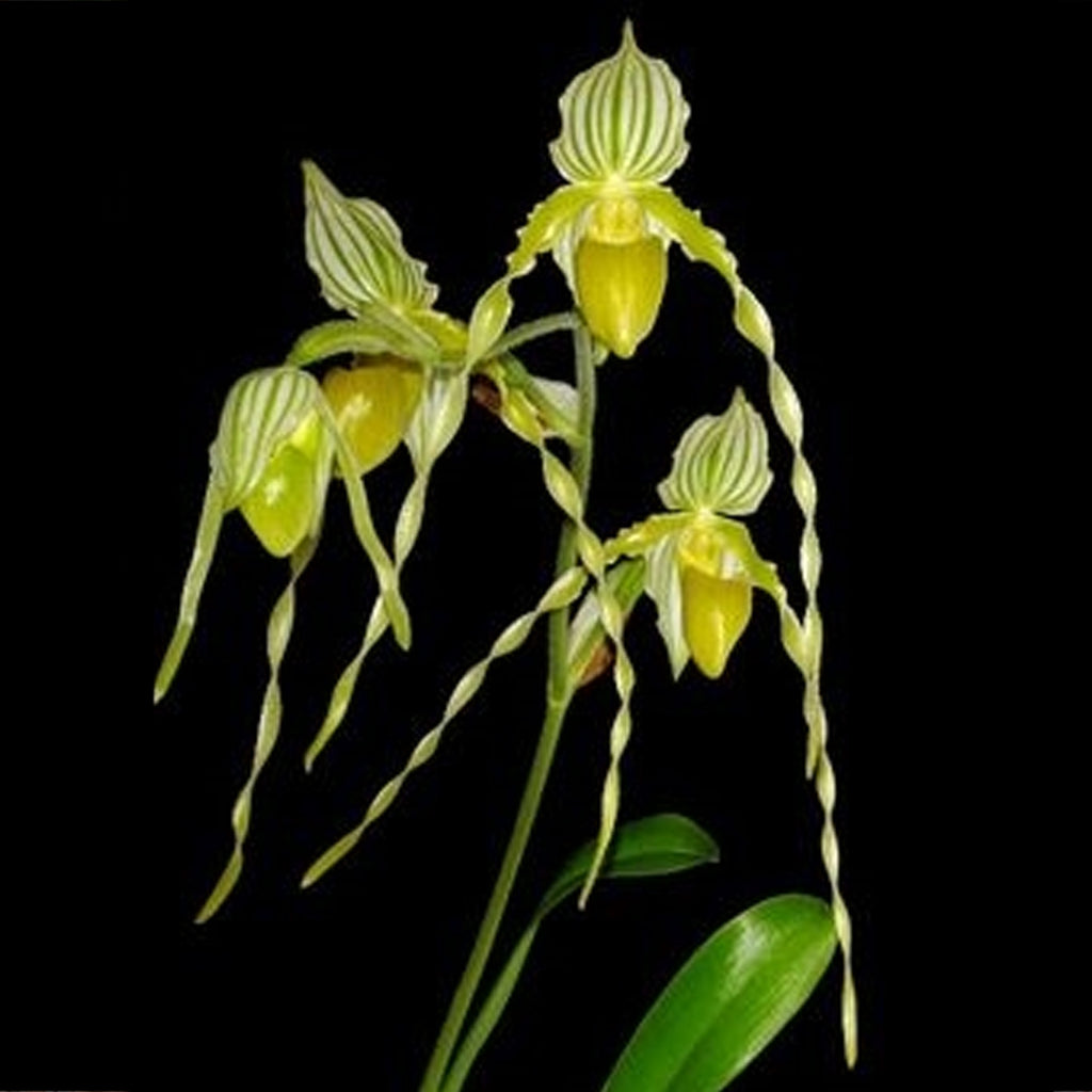 Paphiopedilum – Page 2 – Orchidmart