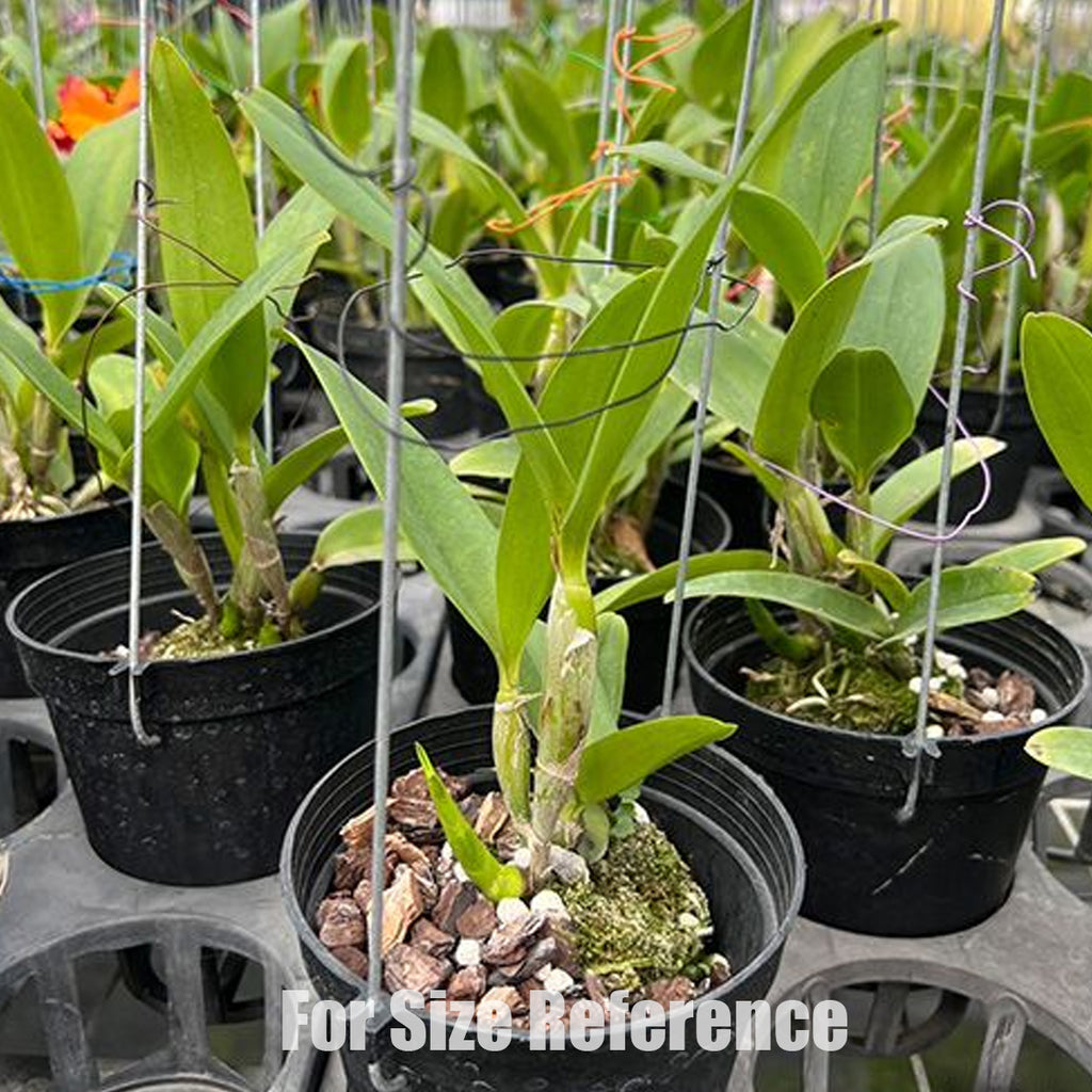 Paph. philippinense v. roebelenii alba 菲律賓兜蘭白變種[APR Pre-Order] – Orchidmart