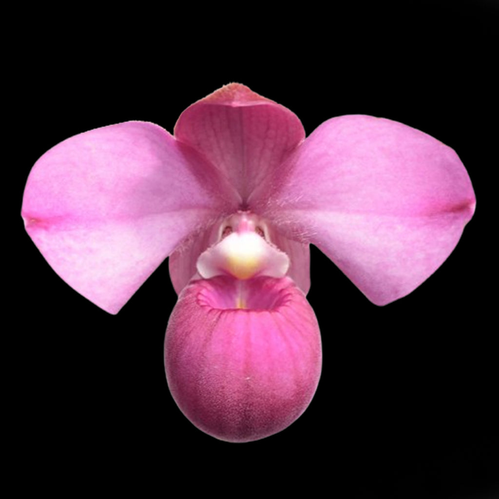 [Bare-Root]Phrag. Samuel Crothers 薩姆爾 [March Preorder] – Orchidmart