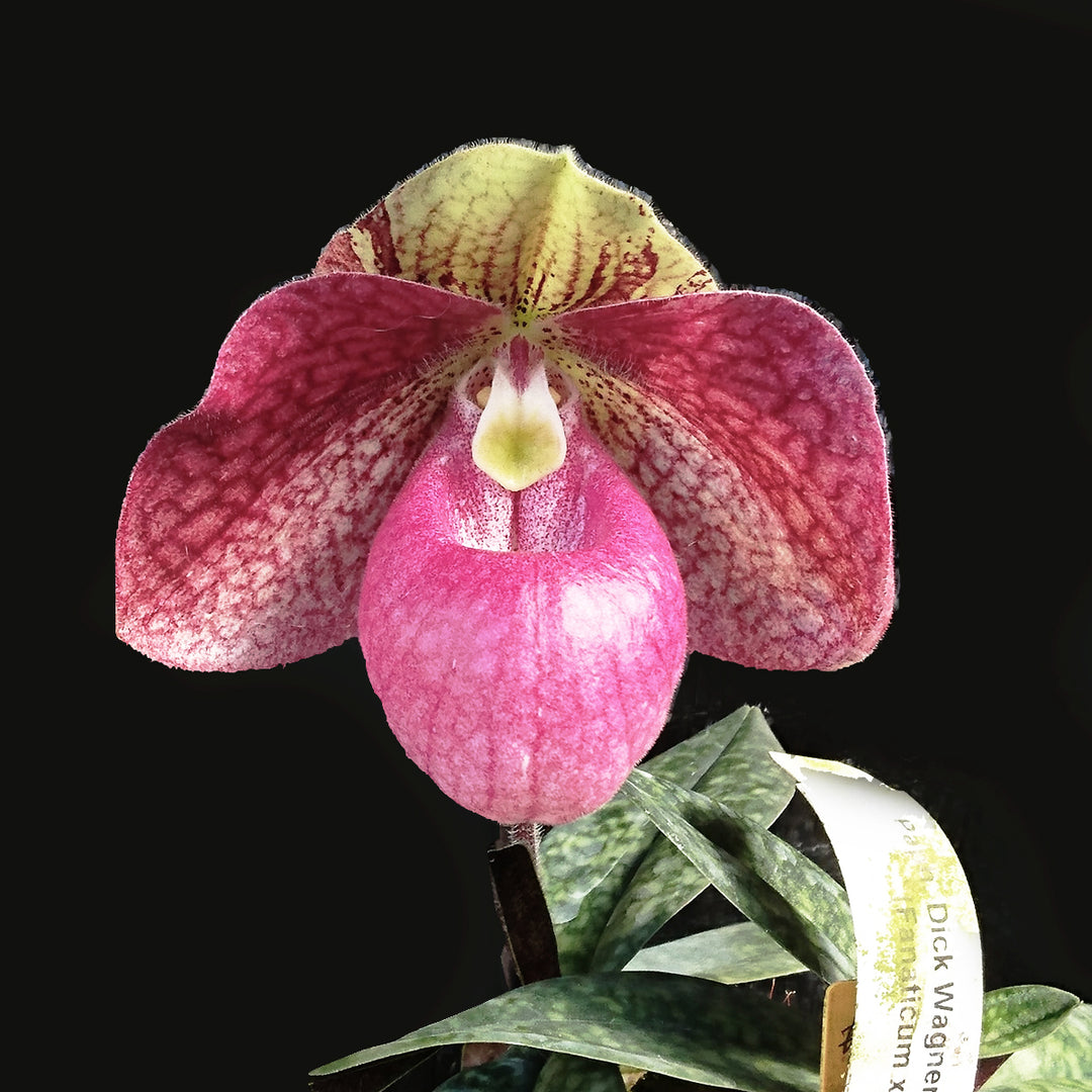 Paphiopedilum Dick Wagner (Fanaticum x bellatulum) 赤魔兜 – Orchidmart