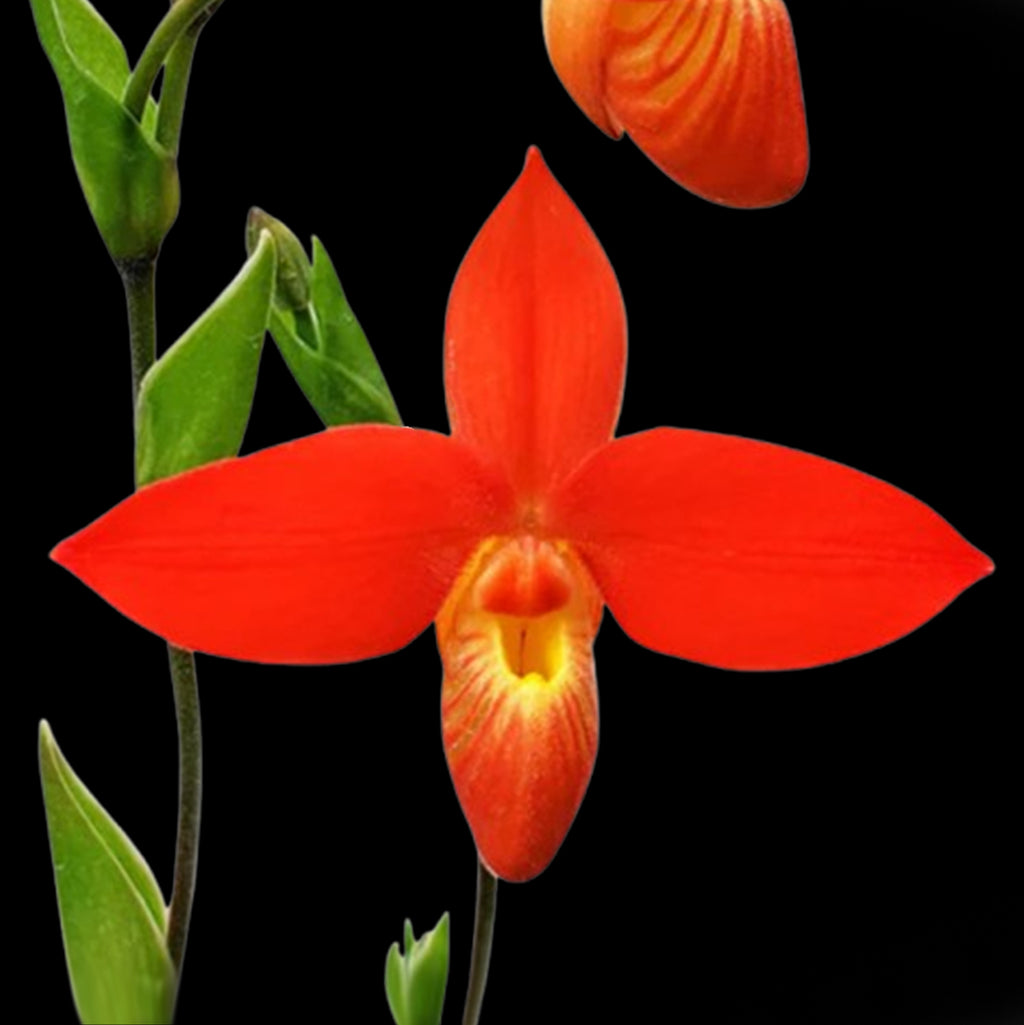 [Bare-Root]Phrag. besseae Amazonas 亞馬遜 [March Ecu Preorder] – Orchidmart