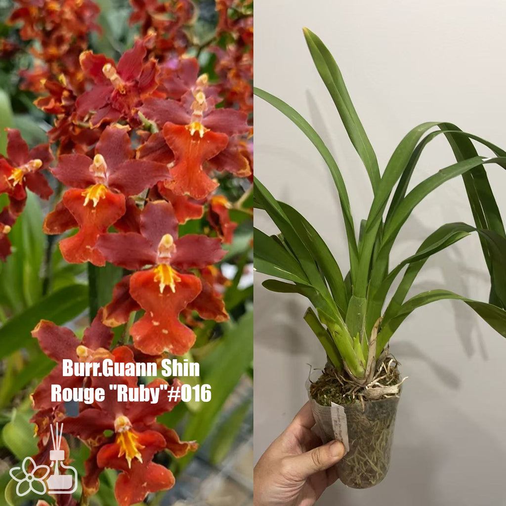 [AS-IS]Burr.Guann Shin Rouge "Ruby"#O16[March in Stock] – Orchidmart