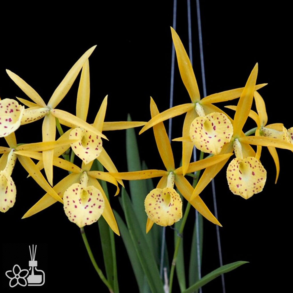 [Bare-Root] #Cattleya Alliance# Bc. Yellow Bird 黄鸟 [April Preorder 26 ...
