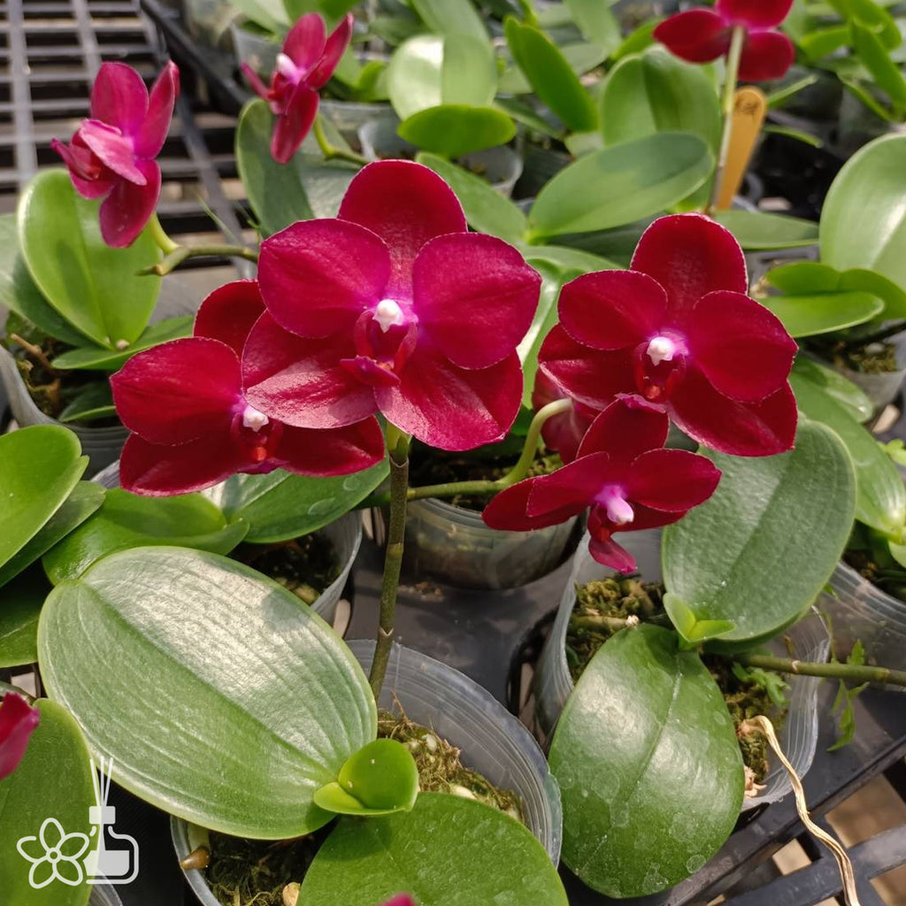 [Bare-root]Phal. Haur Jih Fancy ‘Taida Red Jewel’ 紅寶石 [Wishlist ...