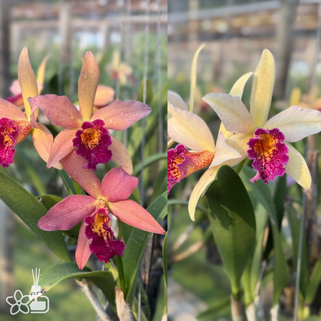 [Bare-Root]Cattleya. Change color變色龍 [Apr Preorder] – Orchidmart