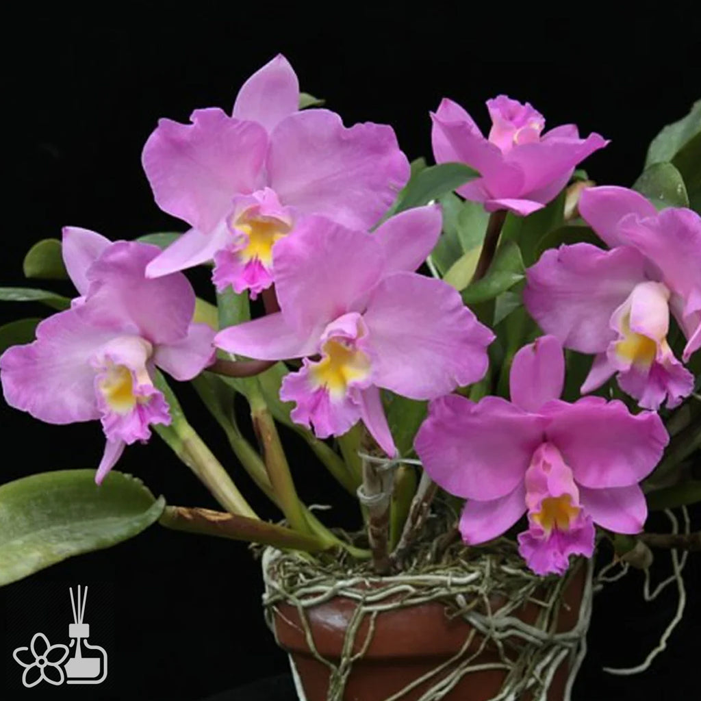 [Bare-Root]C. Daris & Byron " Christmas Rose' 聖誕玫瑰 [Apr Preorder ...