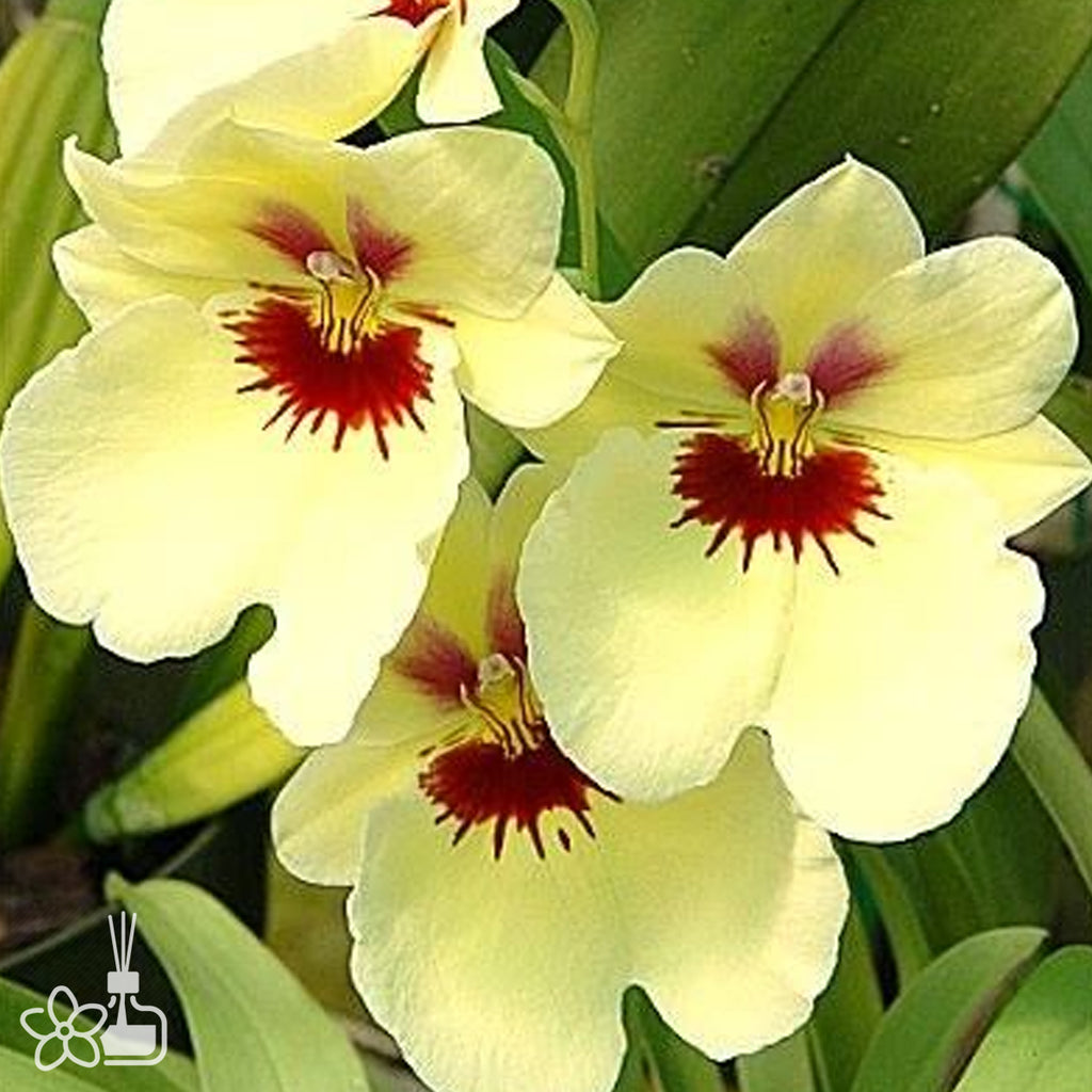 [Bare-Root]Miltonia Zorro 'Yellow Delight"[Feb Preorder] – Orchidmart