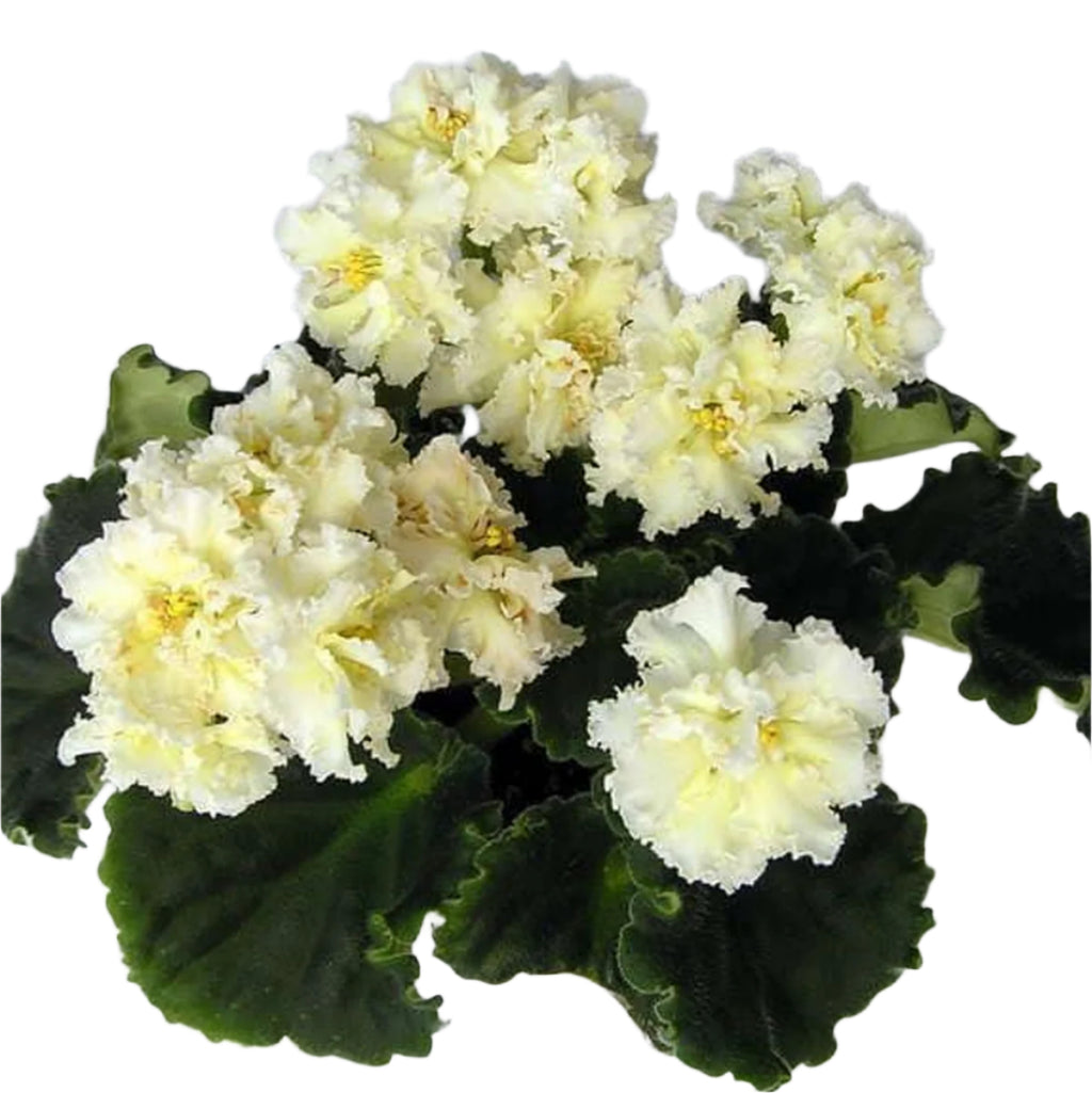 African Violet LE-Oscar – Orchidmart