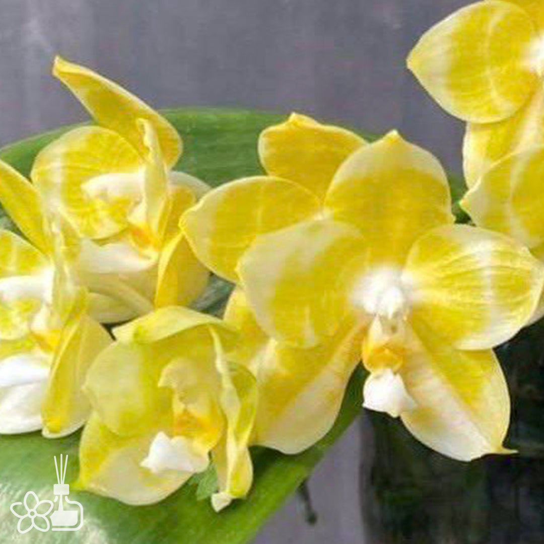 Phal. Mituo Golden Tiger ‘ Yellow Dragon’ – Orchidmart