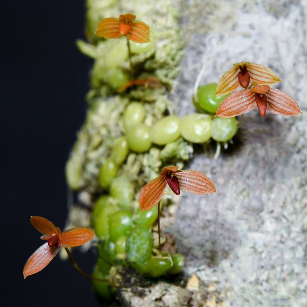 [Bare-root]Bulbophyllum moniliforme [July Preorder] – Orchidmart