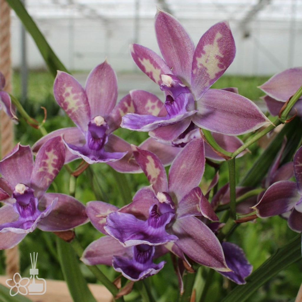 [Bare-root]Zygopetalum Impasto Blue 厚塗藍 [Jan Preorder] – Orchidmart