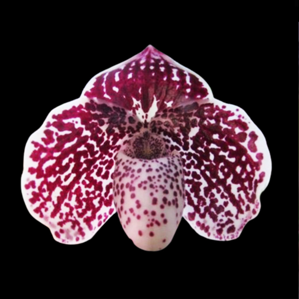 [Bare-root]Paph. S.Gratrix 巨瓣x 古德 [May Paph Preorder] – Orchidmart