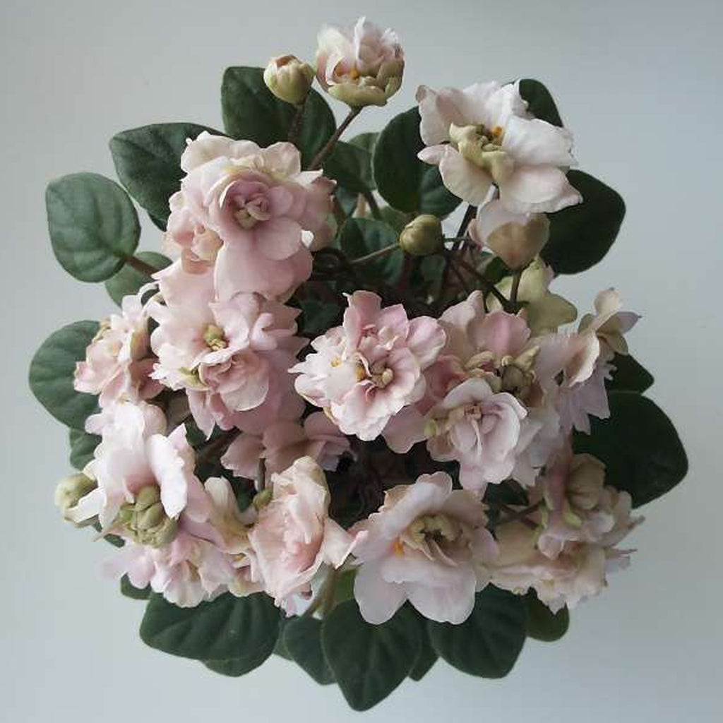 African violet Opera Doc – Orchidmart