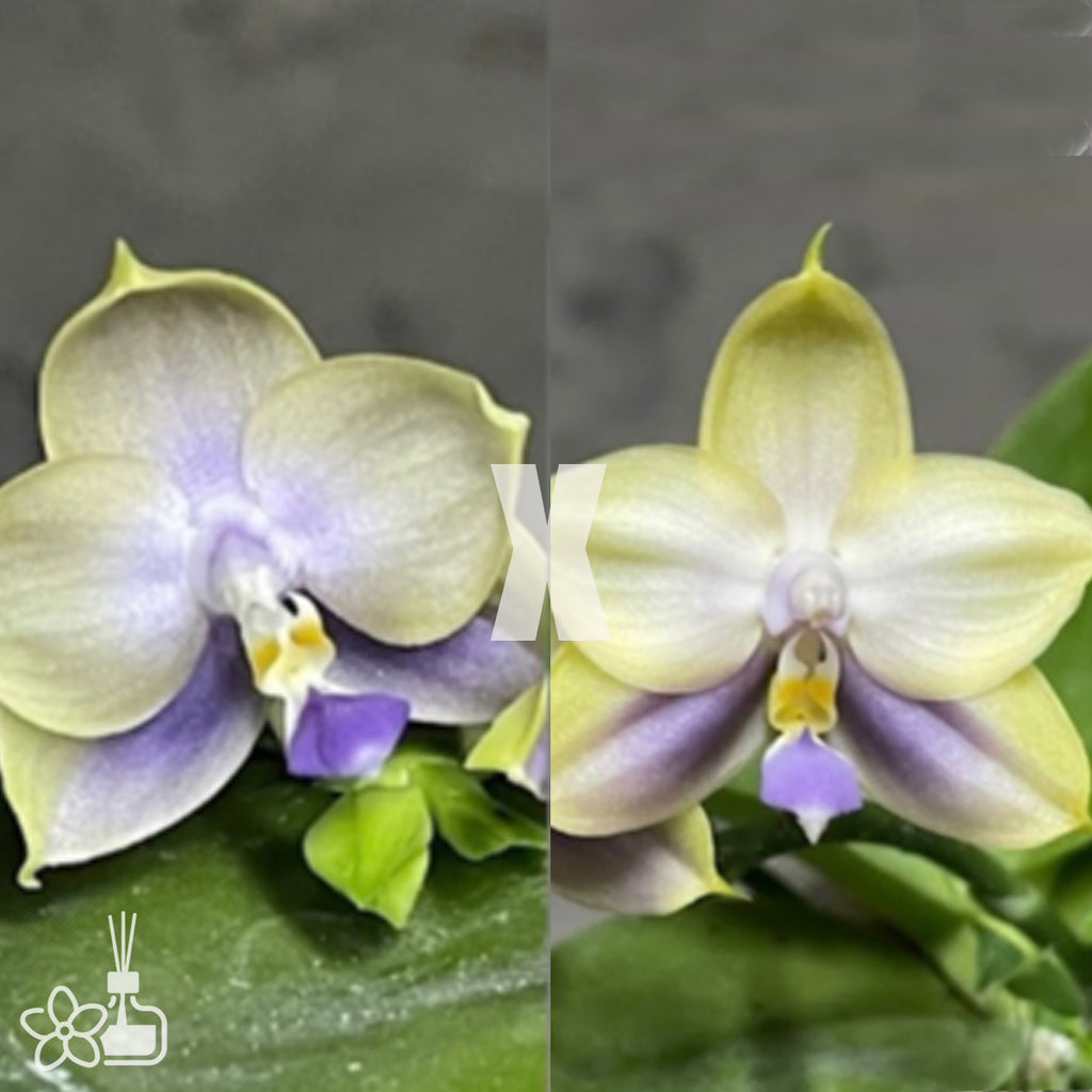 [Bare-root]Phal. LL Blue Family x LL Blue Aiko 藍色愛子 [Nov in stock ...