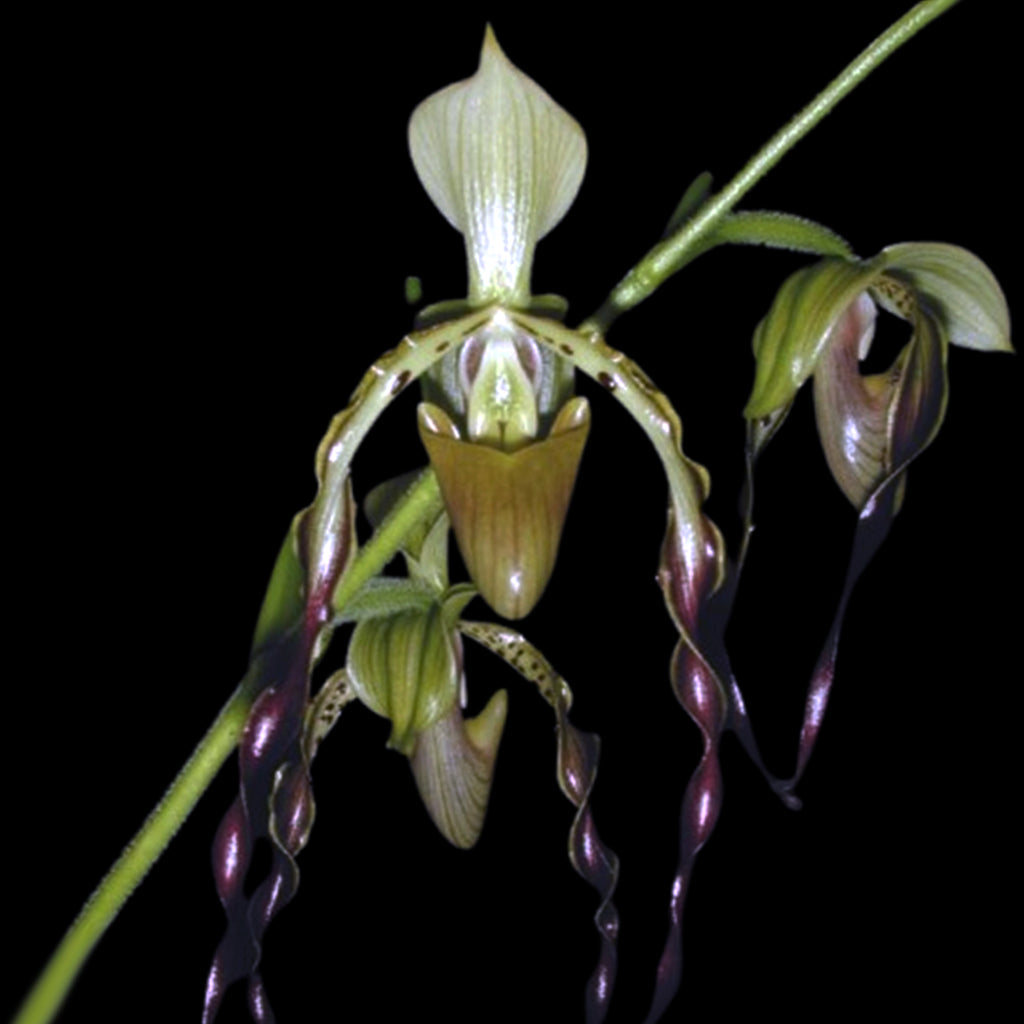 [Bare-root]Paph parishii 飄帶兜蘭 [Aug in Stock] – Orchidmart