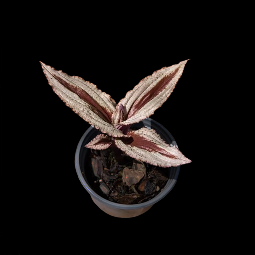 [Bare-root]Crepidium calophyllum 美葉沼蘭 [July Preorder] – Orchidmart