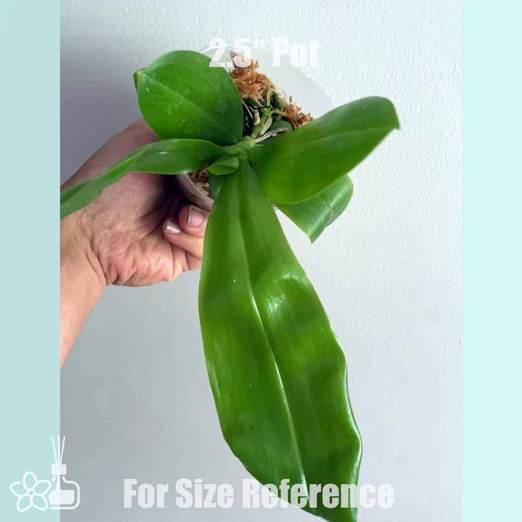 [Bare-rooted]Phal. speciosa "Blue" x violacea indigo 藍盾x硬地狗[July in St ...