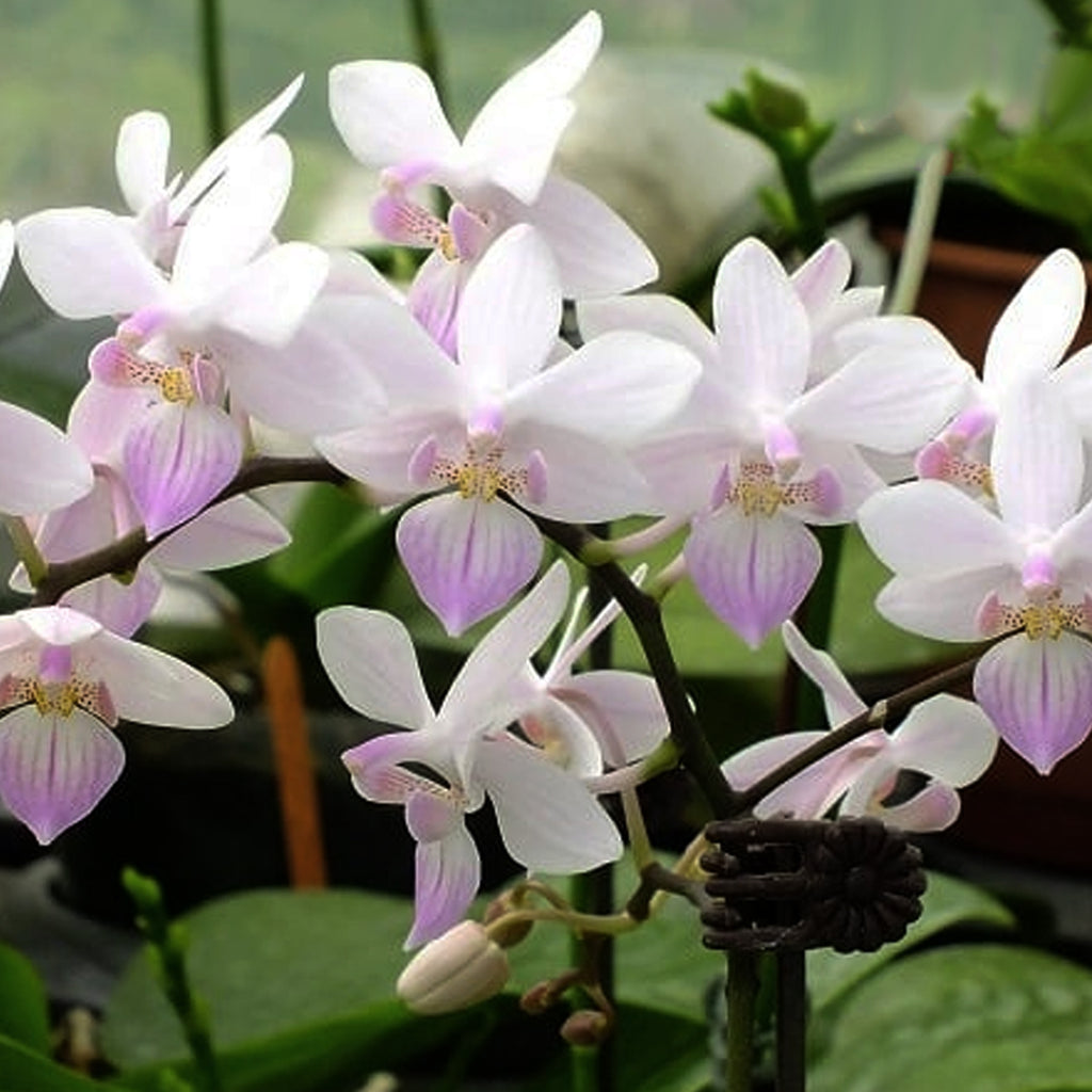 [Bare-root]Phal. Freya's Sakura Rain 櫻花雨 [Wishlist] – Orchidmart