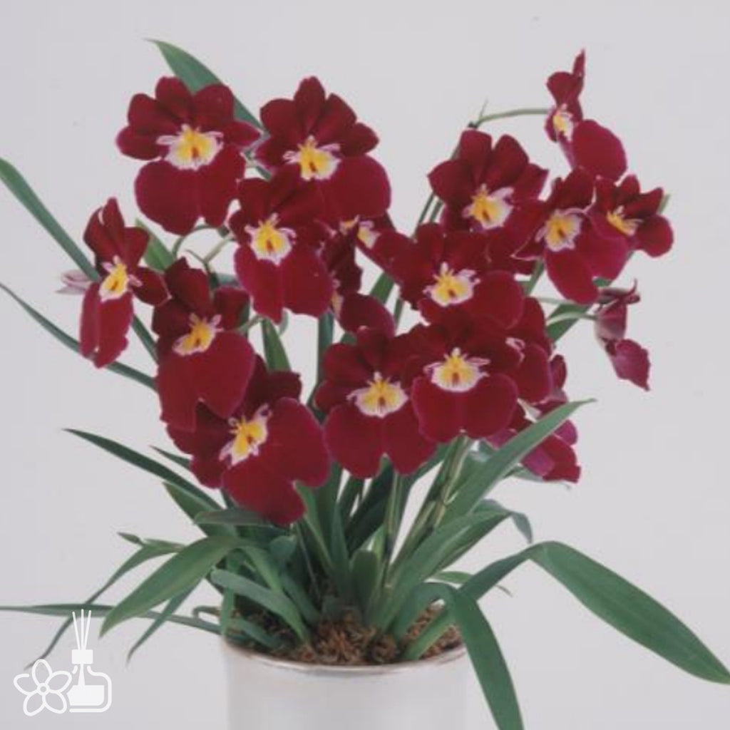 [Bare-Root]Miltoniopsis Claret Punch [Wishlist] – Orchidmart