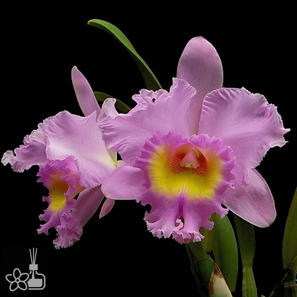 [Bare-root]Rhyncholaeliocattleya Mahina Yahiro 'Ulii' AM/AOS [Aug Preo ...