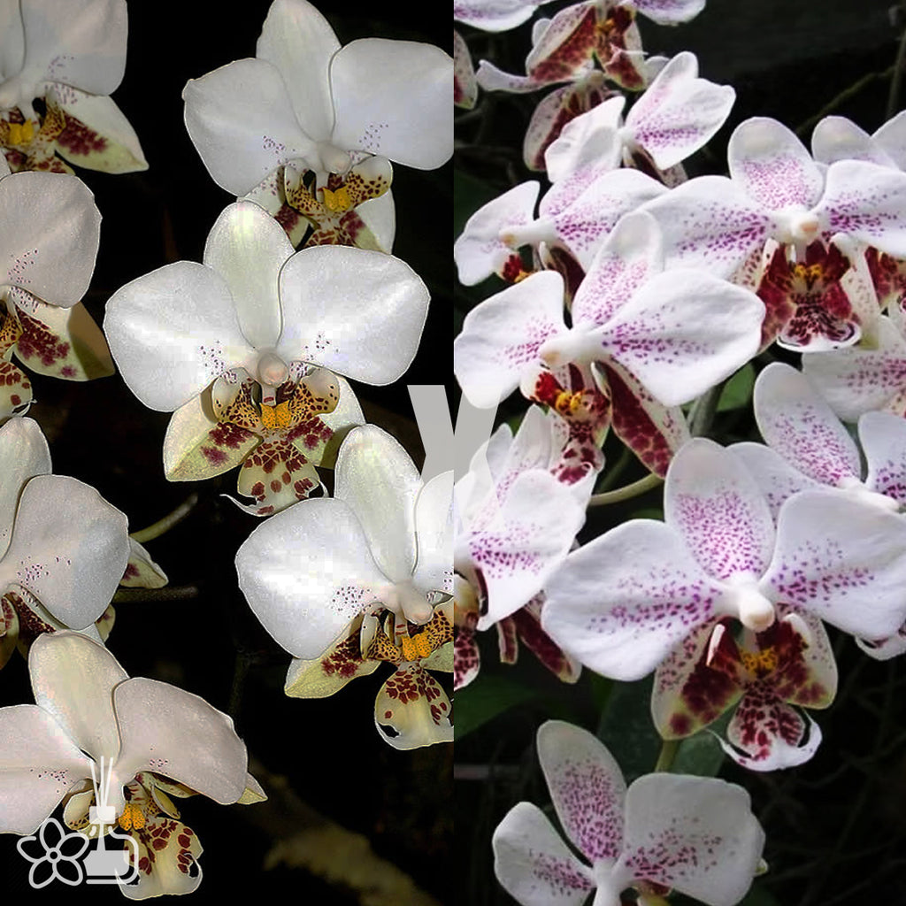 [Bare-root]Phal stuartiana 'apayao' x stuartiana 'george vasquez' 香白史x ...