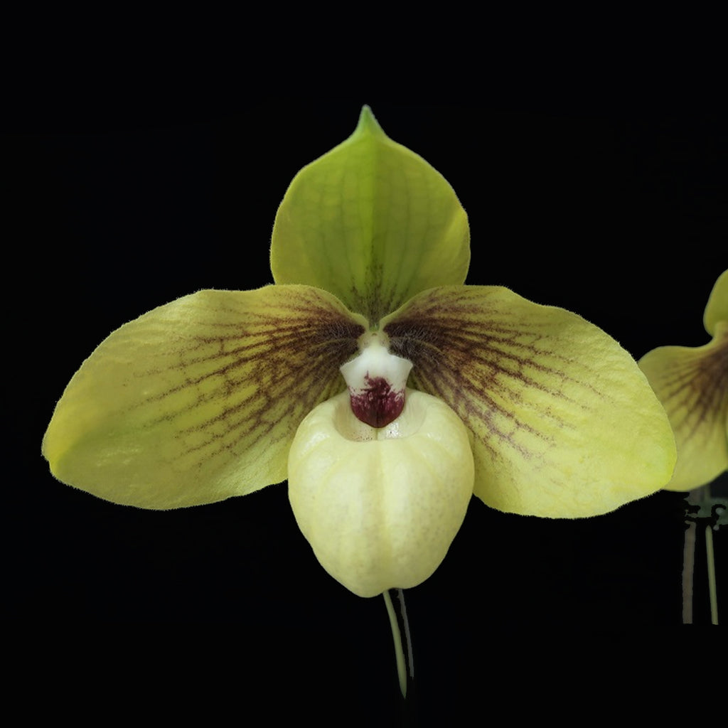 [Bare-root]Paph.Shun Fa Golden [Sept Preorder 25] – Orchidmart